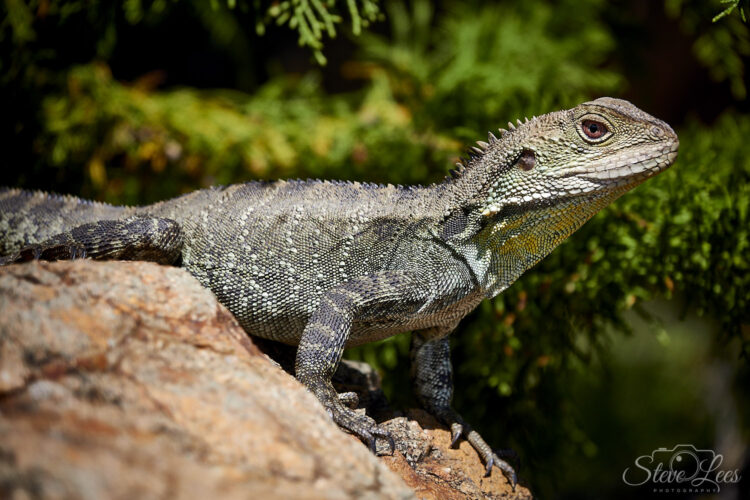 Australian Lizard 2 - Steve Lees Photography